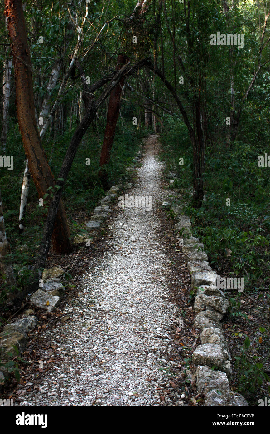 A sacbe (Mayan white way) in Calakmul Biosphere Reserve, Campeche state ...