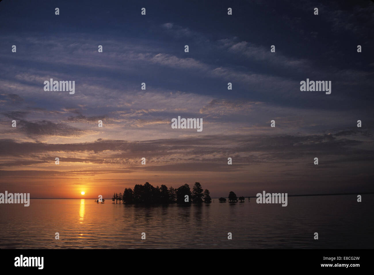 Tall trunks of swamp cypress hi-res stock photography and images - Alamy
