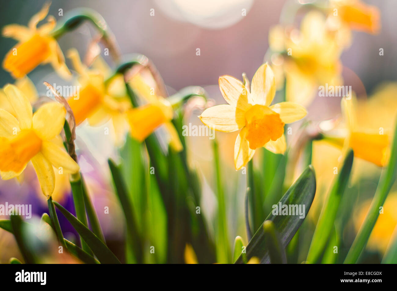 Daffodils in sunshine hi-res stock photography and images - Alamy