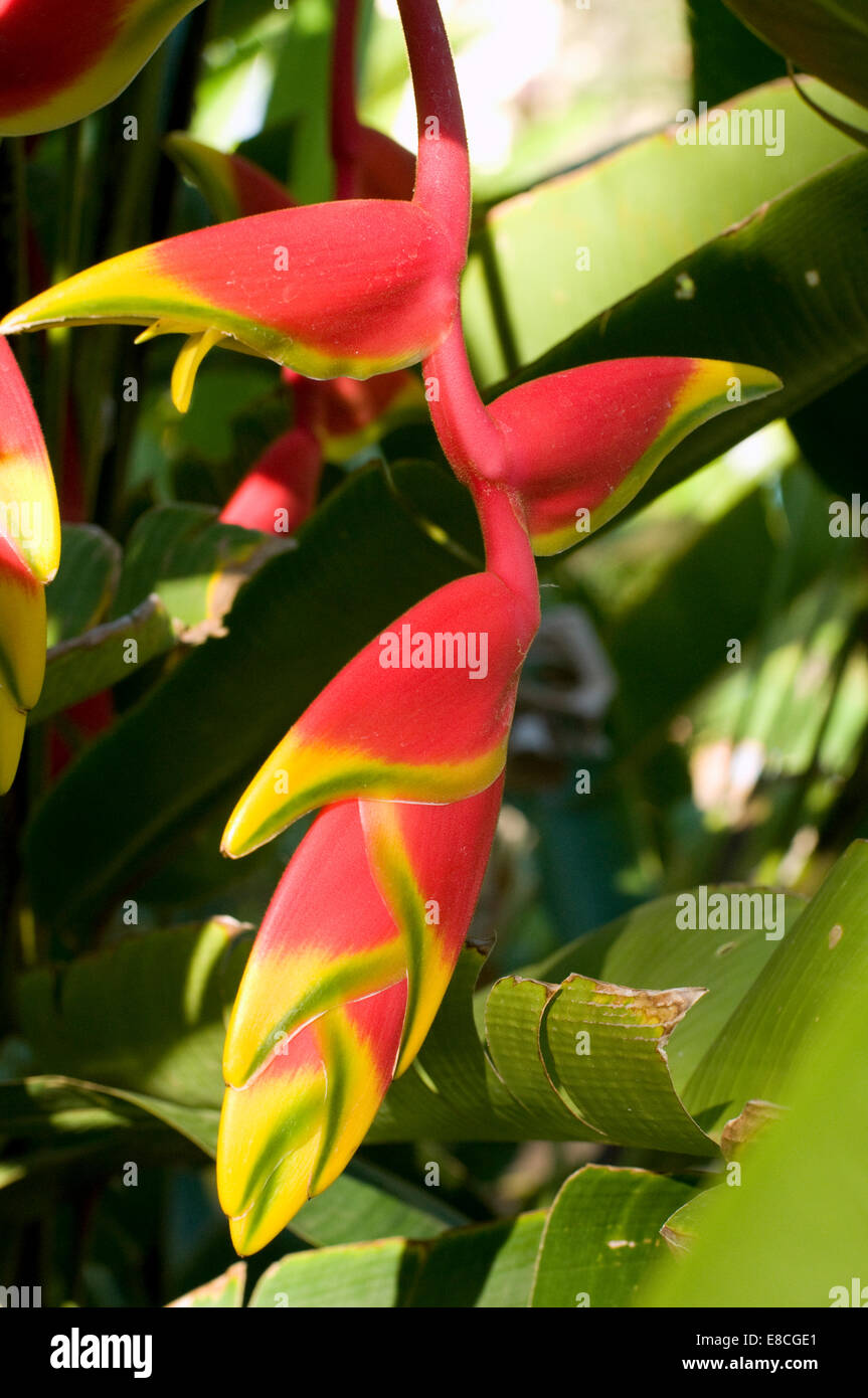 Tropical iris hi-res stock photography and images - Alamy
