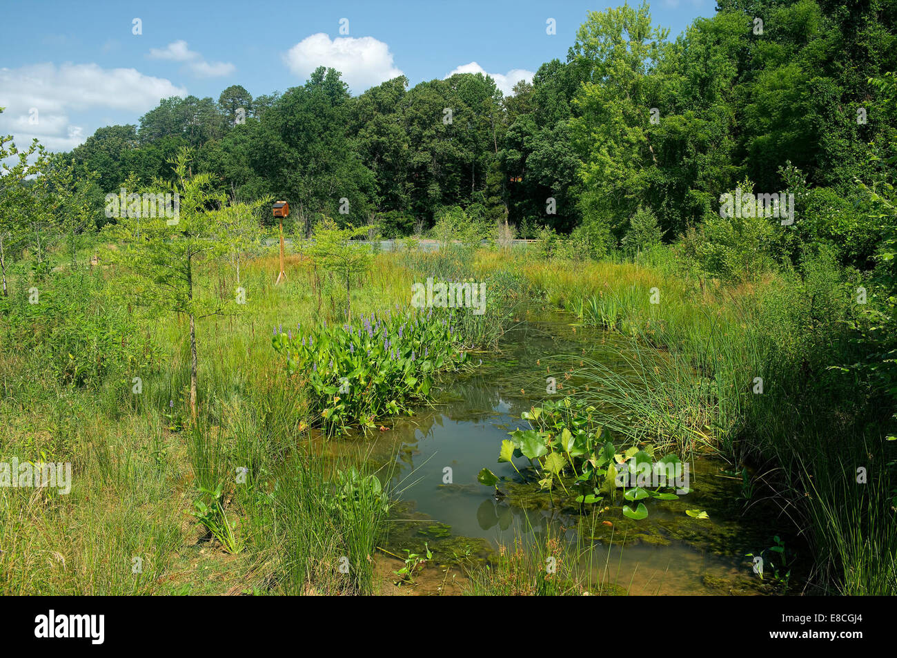 A constructed wetland is an engineered environment designed to ...