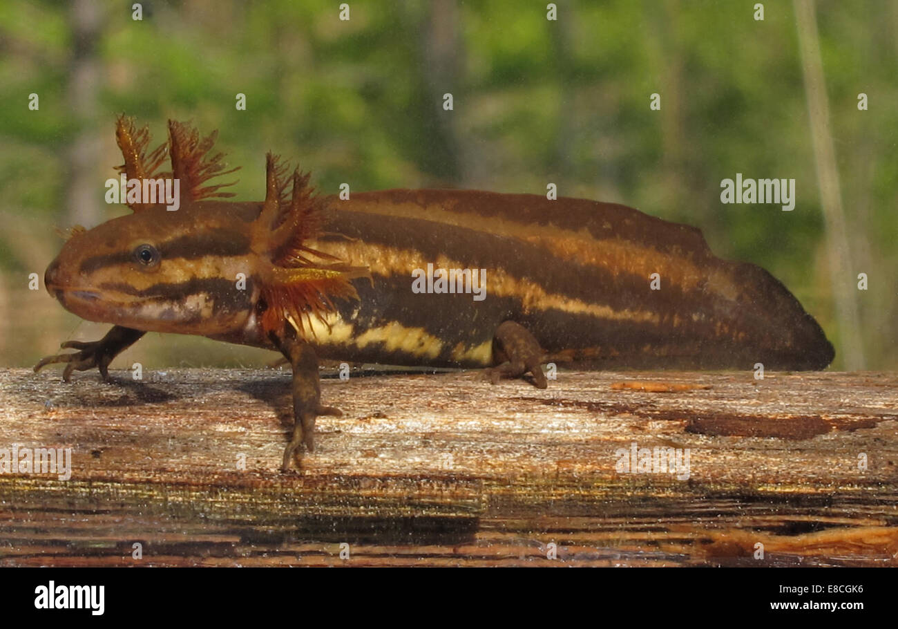 Frosted flatwoods salamander hi-res stock photography and images - Alamy