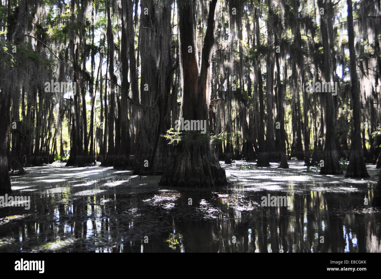 Spanish moss alabama hi-res stock photography and images - Alamy