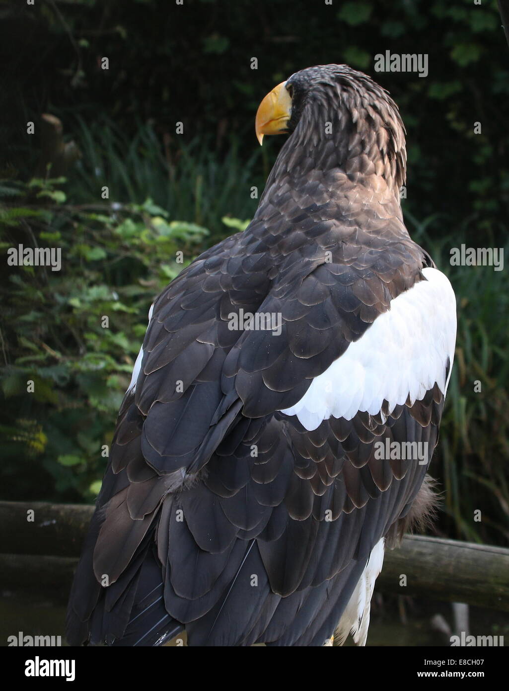 White shouldered eagle hi-res stock photography and images - Alamy