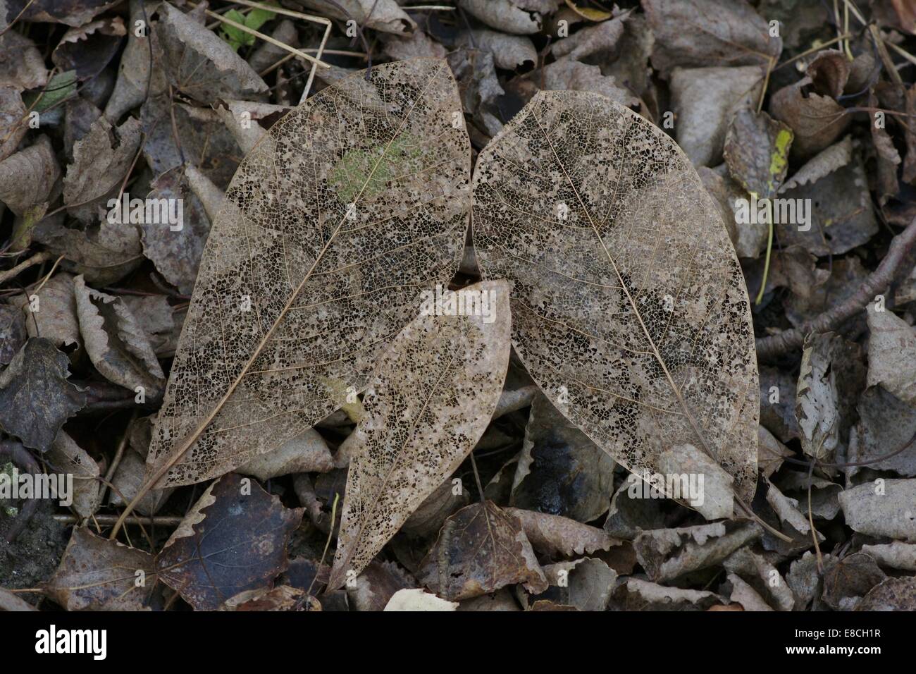 Leaf formation hi-res stock photography and images - Alamy
