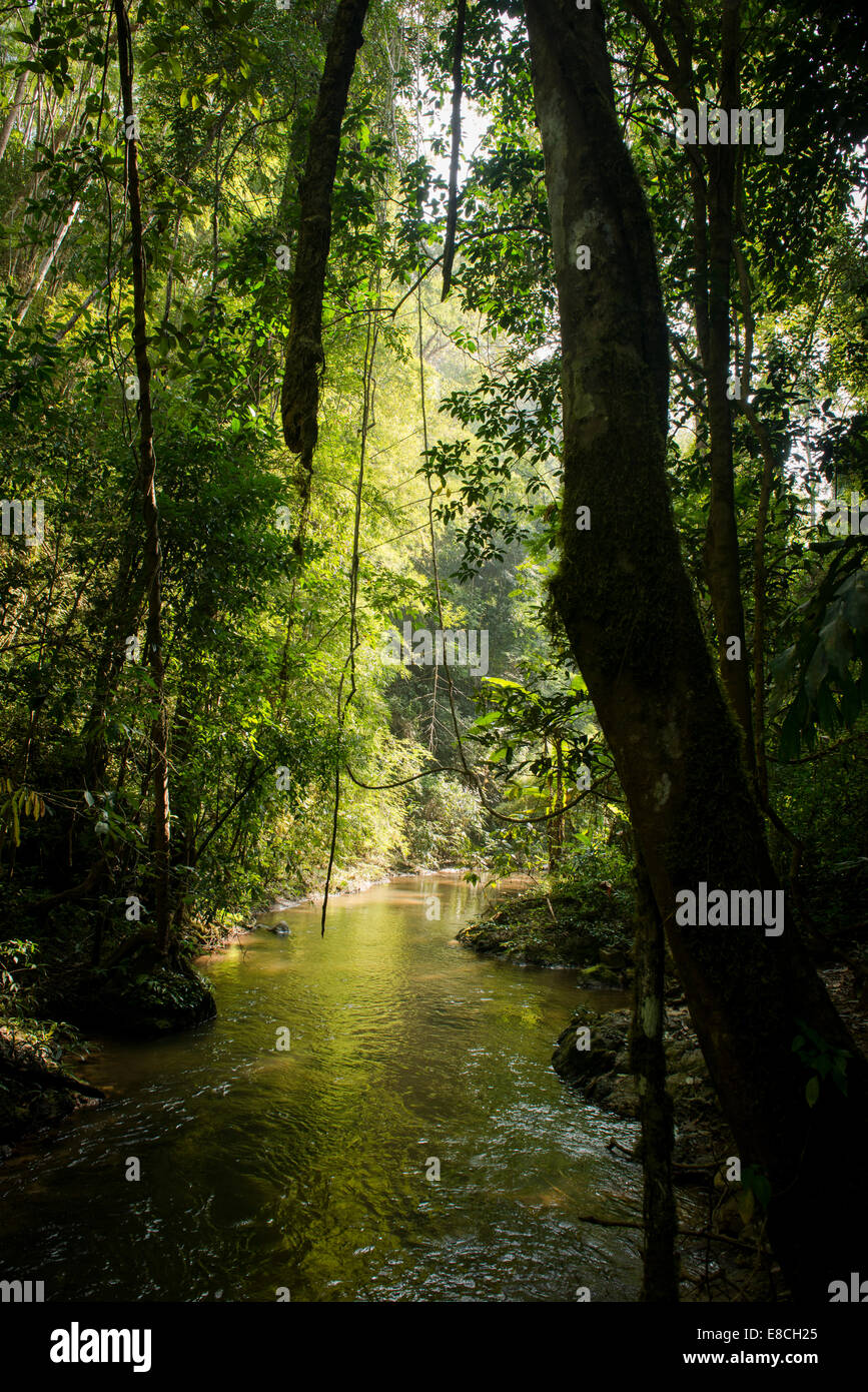 Jungle stream hi-res stock photography and images - Alamy