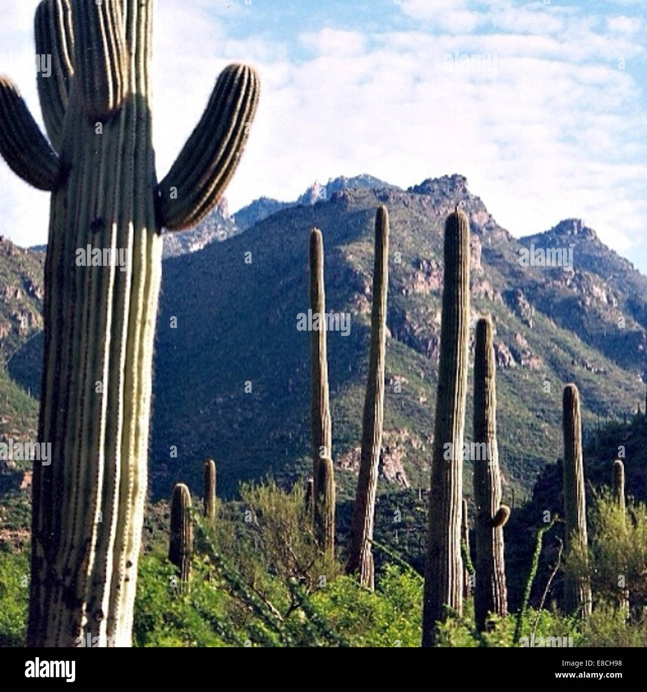 Saguaro cacti stand in hi-res stock photography and images - Alamy