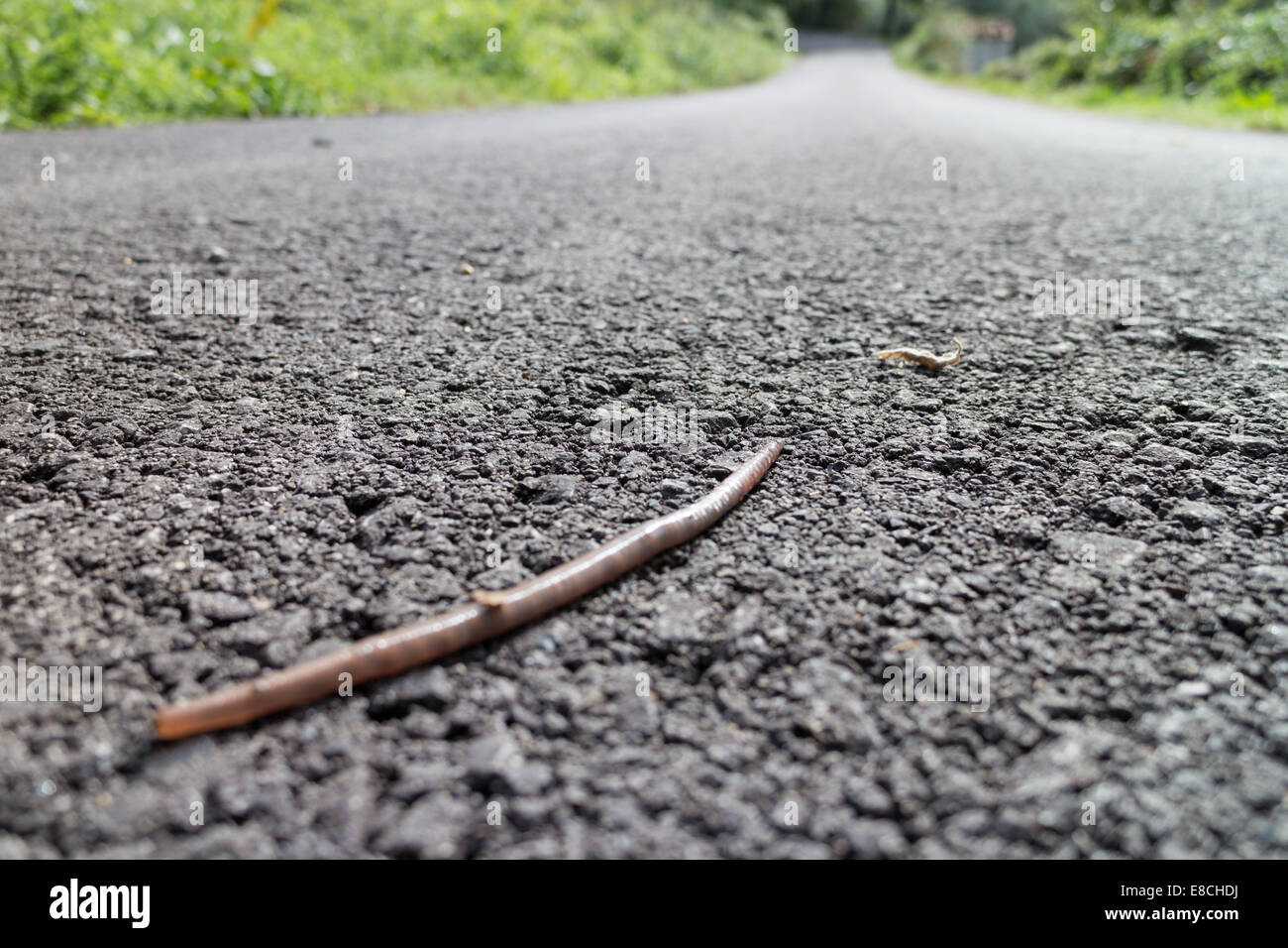 An earthworm crossing a road Stock Photo - Alamy