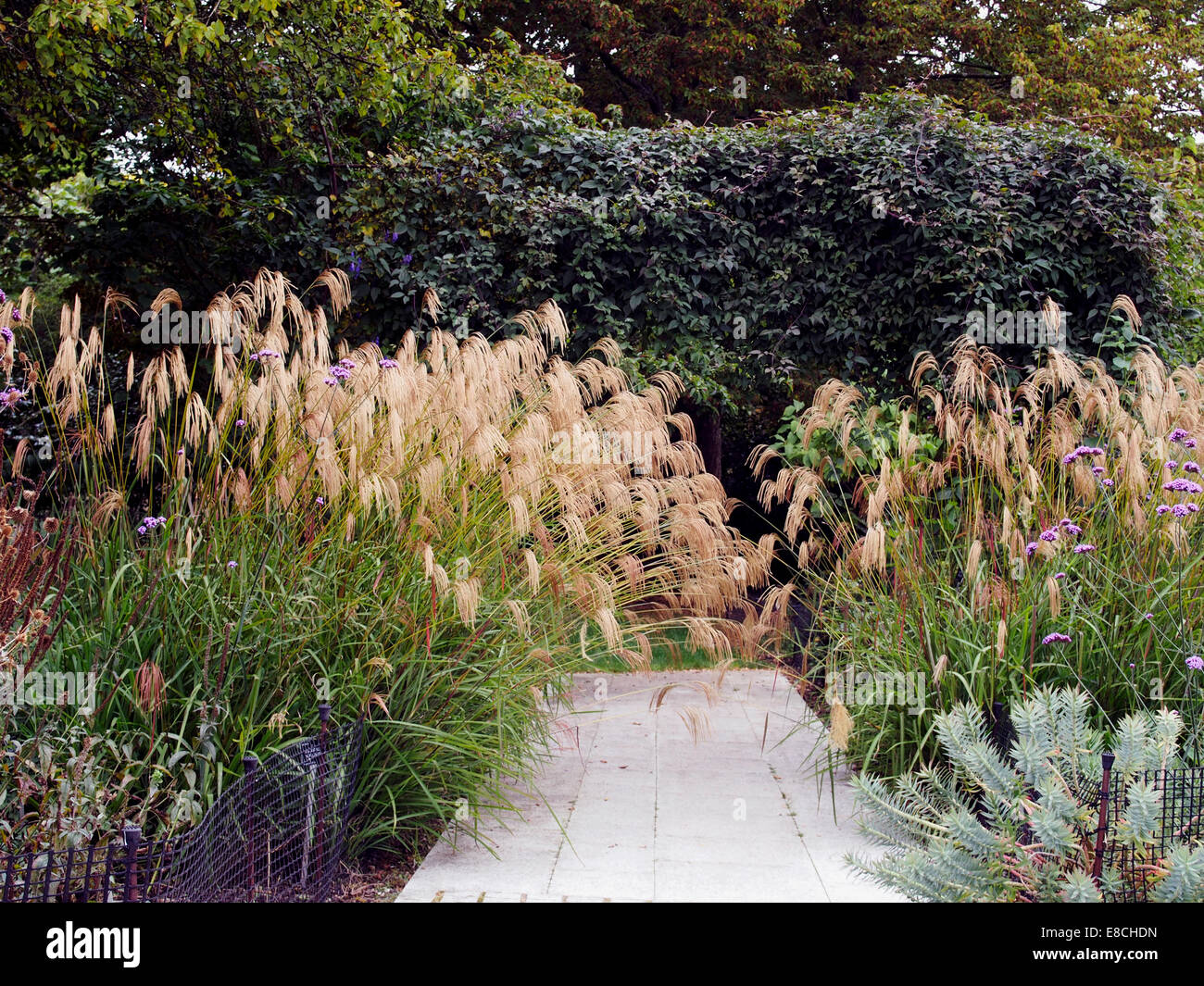 Ornamental grasses contrast with dark hedging in a quiet corner of the ...