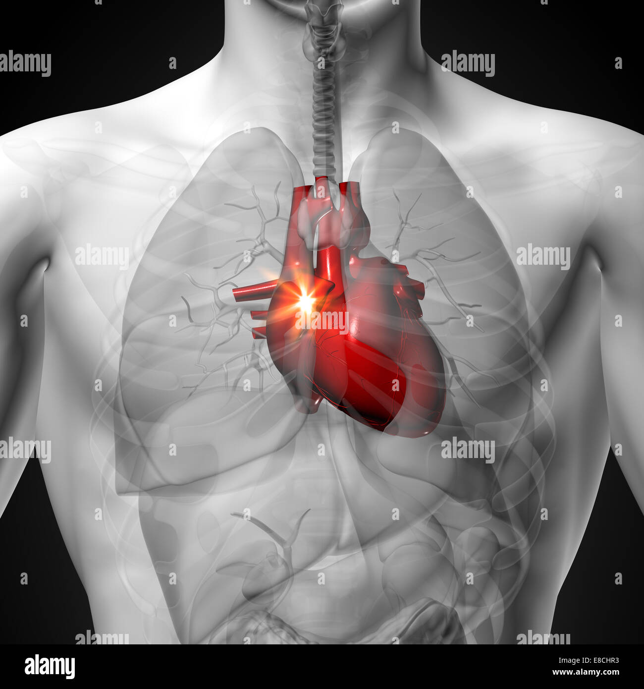 Heart - Male anatomy of human organs - x-ray view Stock Photo - Alamy