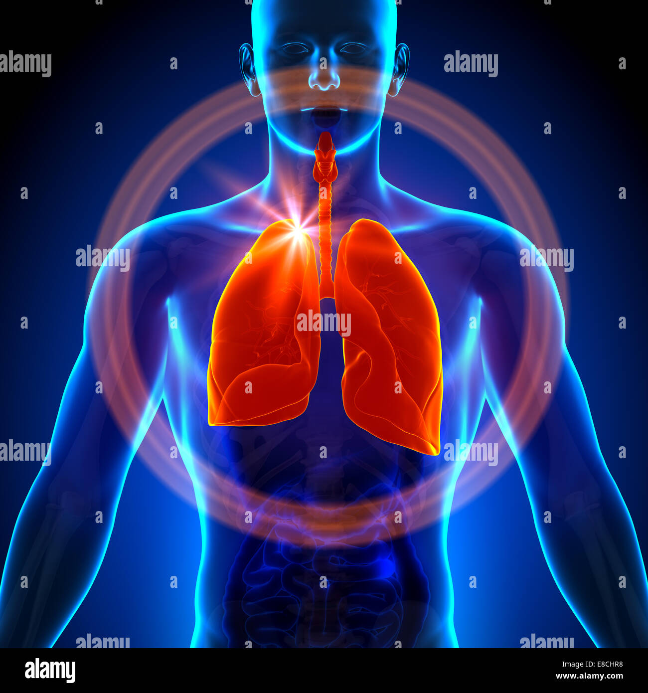 Lungs anterior view hi-res stock photography and images - Alamy