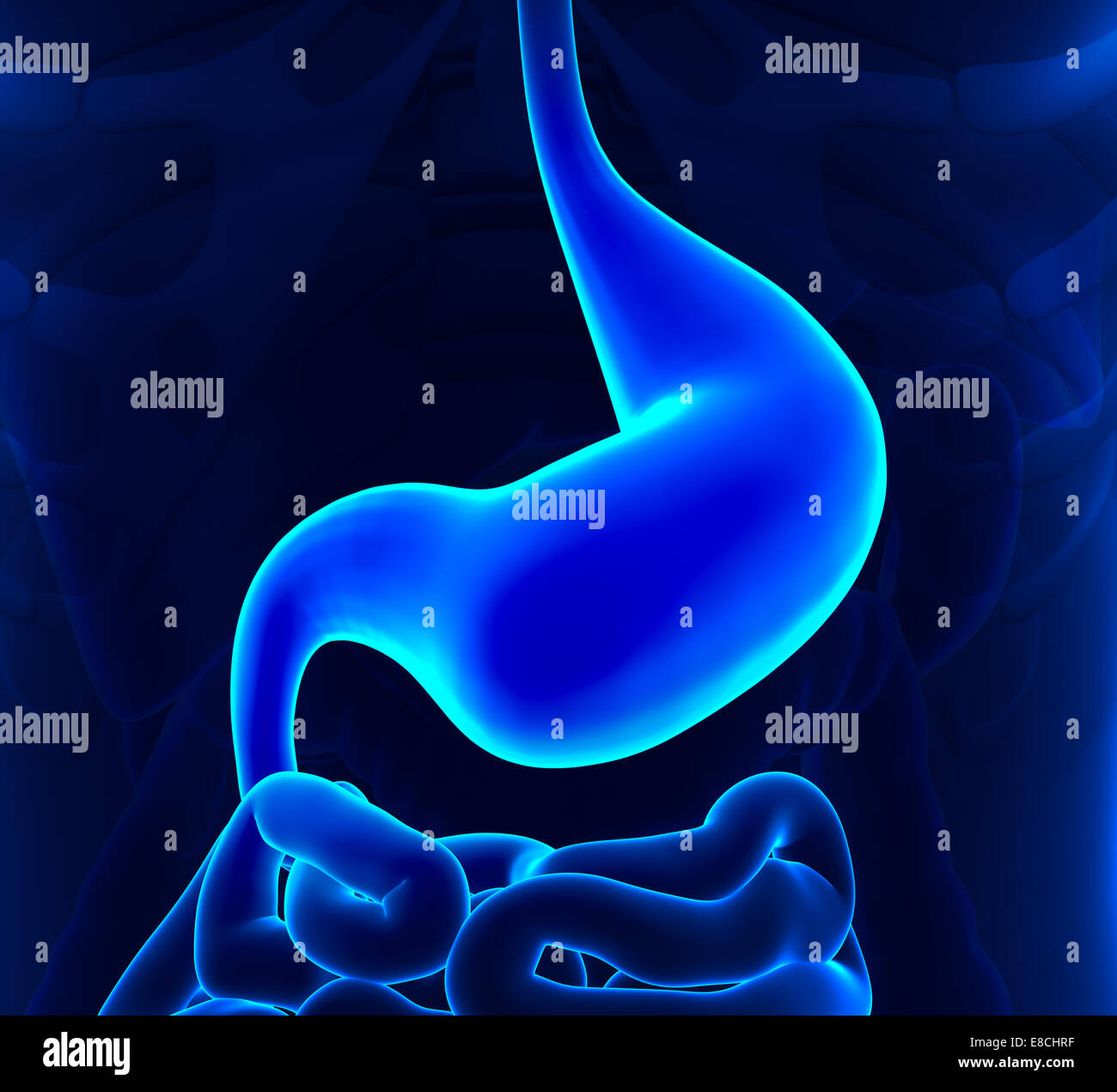 Empty Stomach - Healthy Stock Photo - Alamy