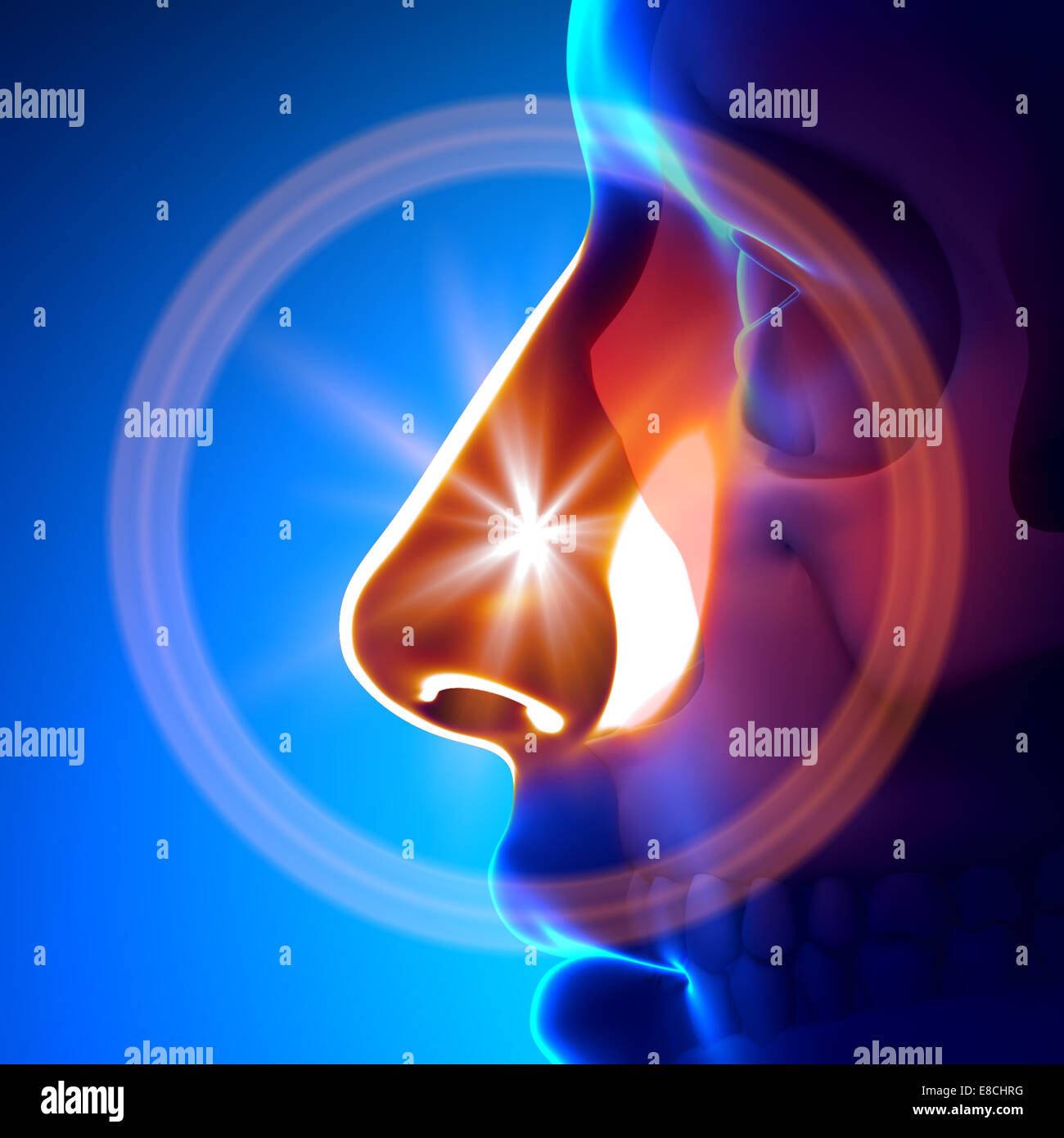 Nasal cavity anatomy hi-res stock photography and images - Alamy