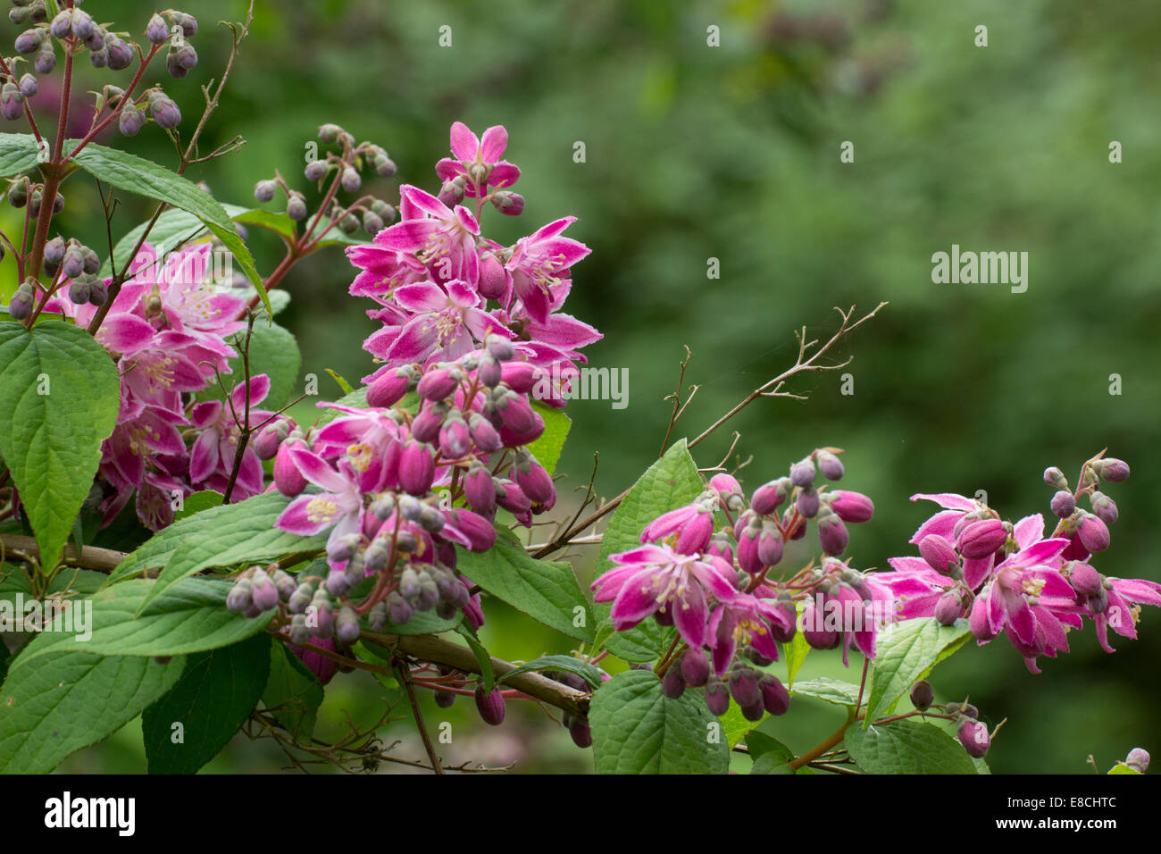Deutzia hybrida magicien hi-res stock photography and images - Alamy