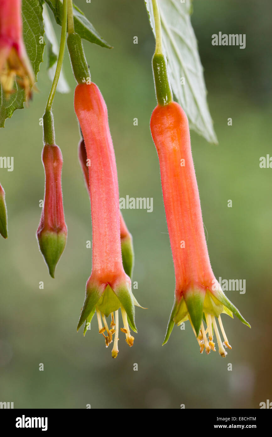 Tubular flowers of the tender Fuchsia splendens 'Karl Hartweg' Stock ...