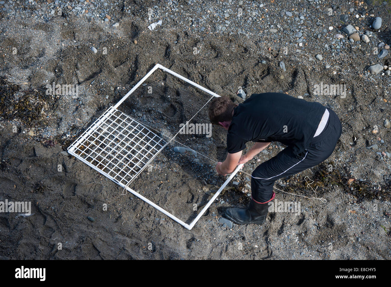 A level grammar school student preparing a QUADRAT sample measuring ...