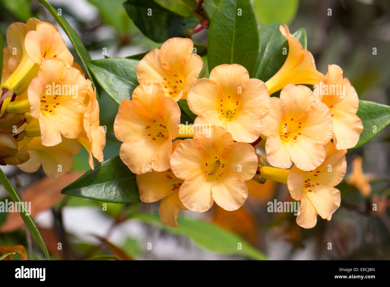 Peach coloured flowers of a Vireya series Rhododendron Stock Photo - Alamy