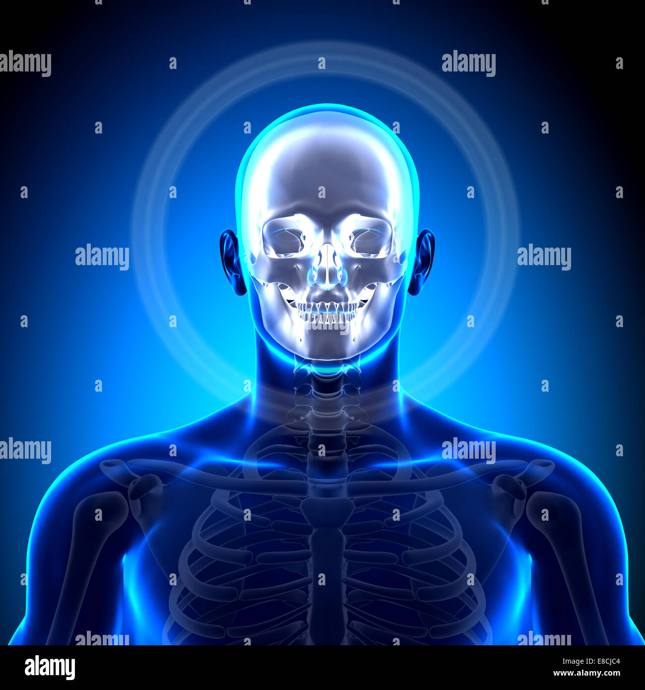Cranium / Skull / Mandible - Anatomy Bones Stock Photo - Alamy