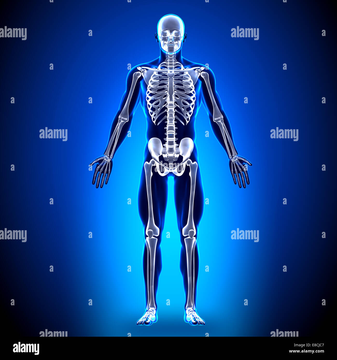 Female chest anatomy hi-res stock photography and images - Alamy