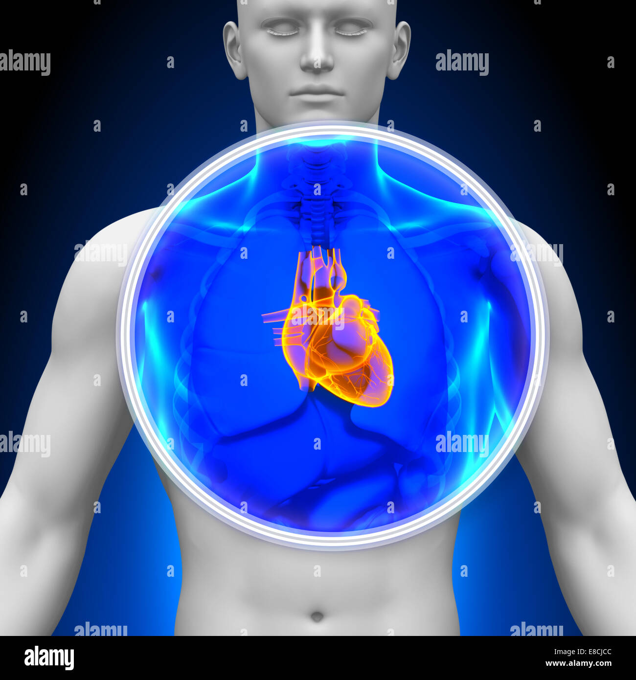 Medical X-ray Scan - Heart Stock Photo - Alamy