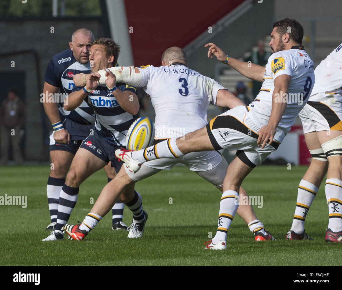 Wasps jake cooper woolley hi-res stock photography and images - Alamy