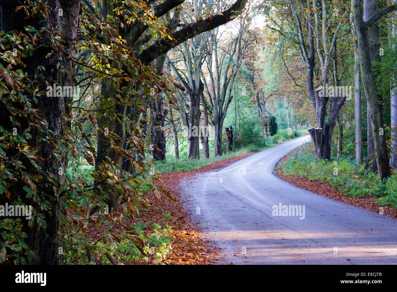 Winding through leaves hi-res stock photography and images - Alamy