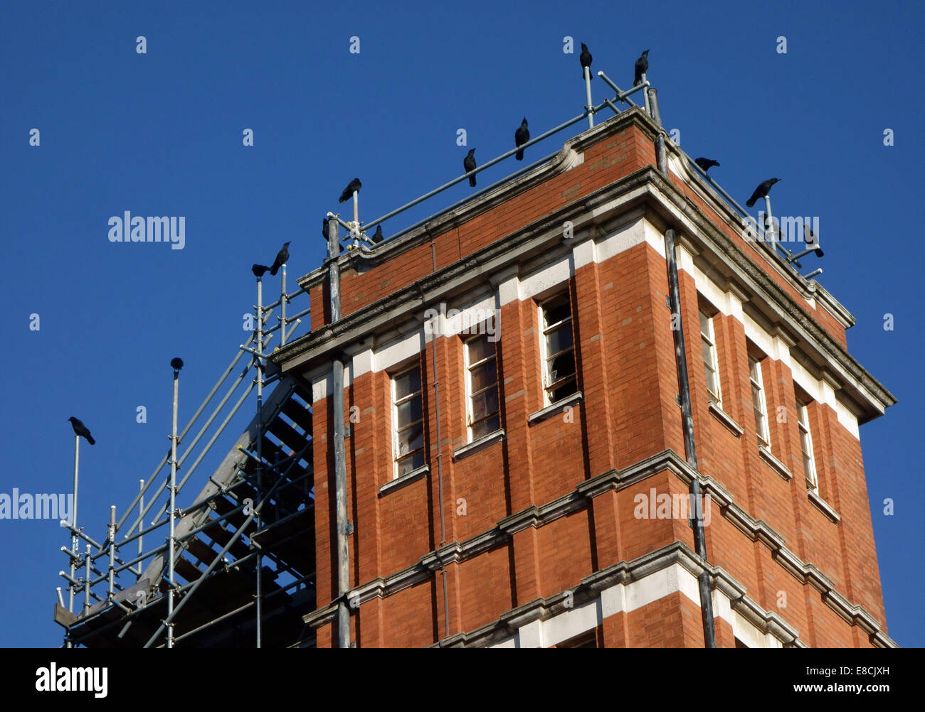 Numerous crows perched on a building, London Stock Photo - Alamy