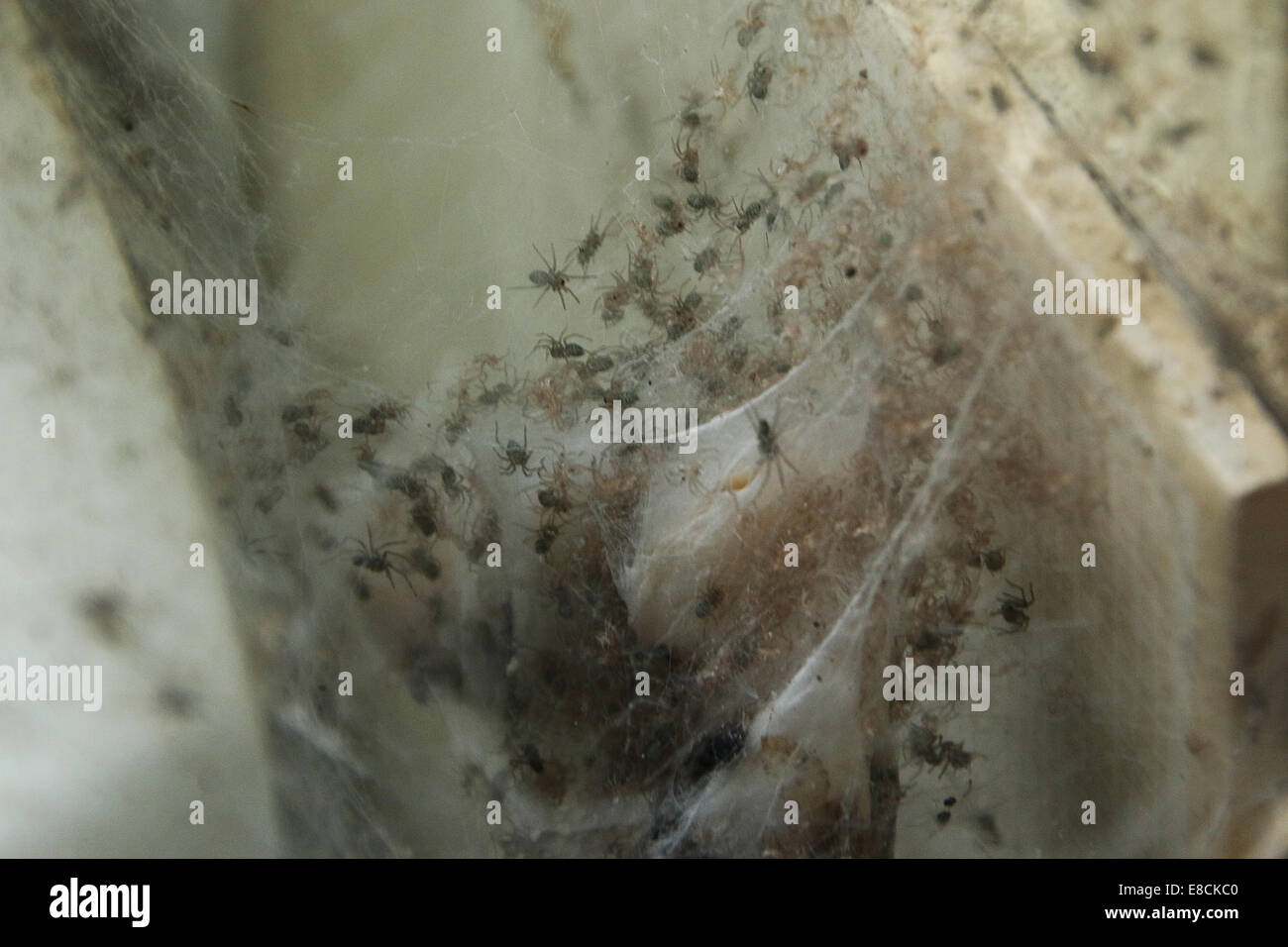 Spider nest hi-res stock photography and images - Alamy