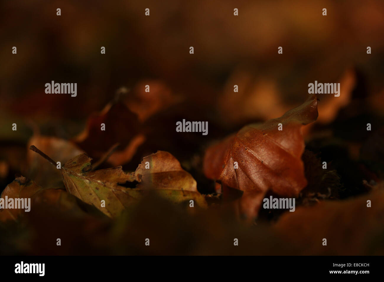 Elizabeth fitt nature hi-res stock photography and images - Alamy