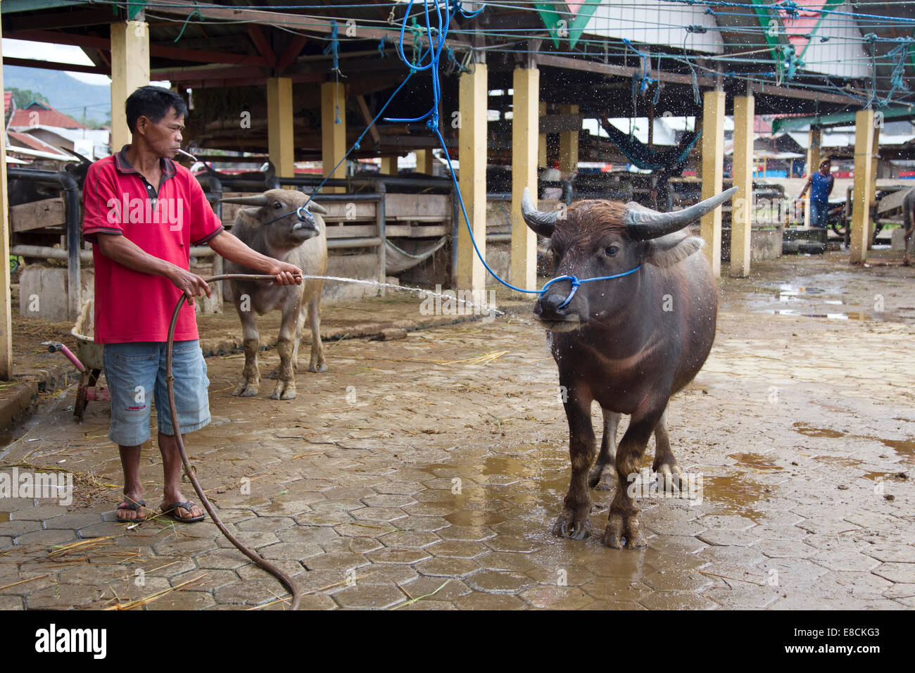 Strong buffalo for sale on Toraja livestock market. The bull will be ...
