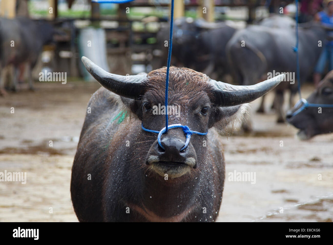 Strong buffalo for sale on Toraja livestock market. The bull will be ...