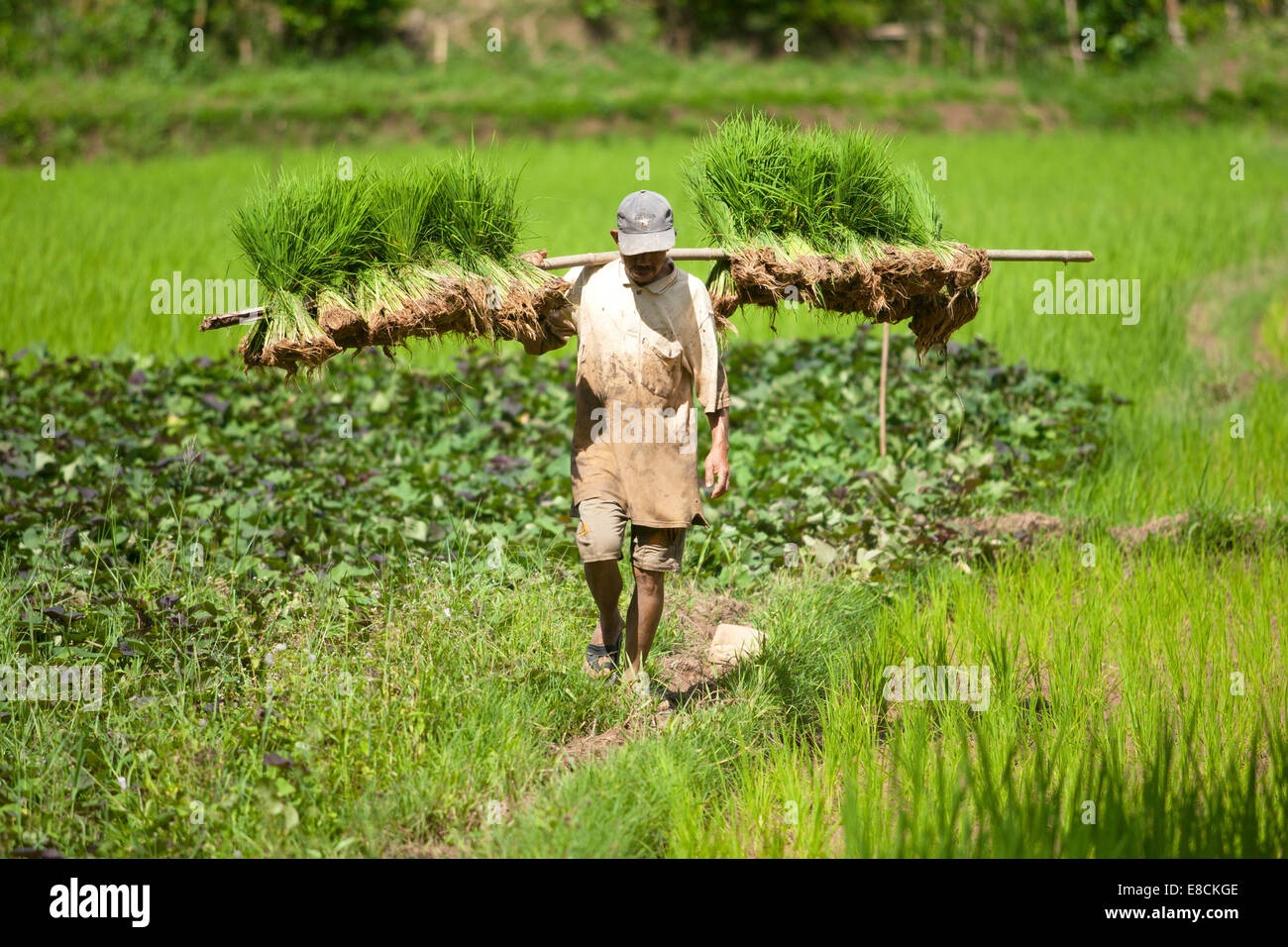 Man carrying rice plants to the rice field Stock Photo - Alamy