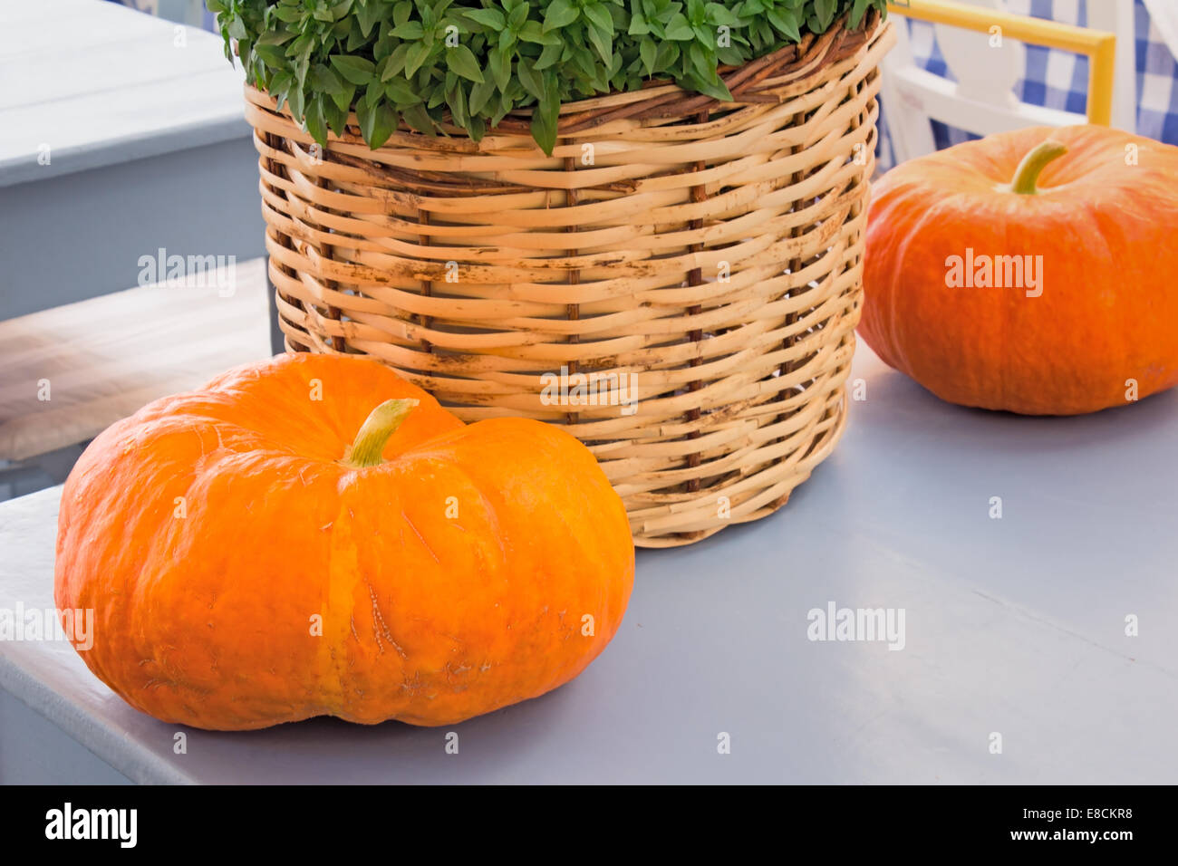 On a table two big orange pumpkins and a wattled basket with green ...
