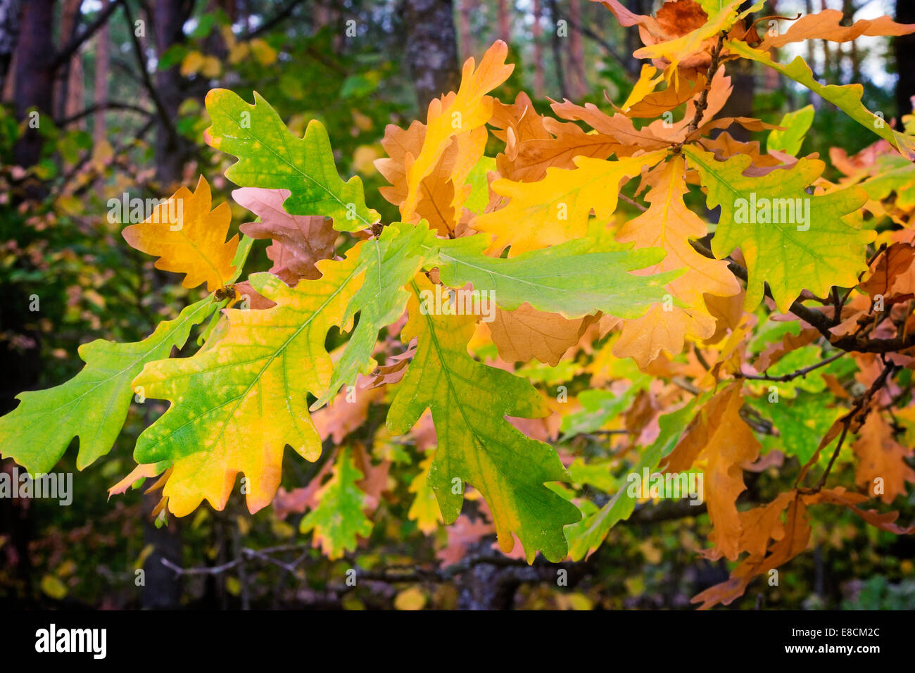 Background yellow oak leaves hi-res stock photography and images - Alamy