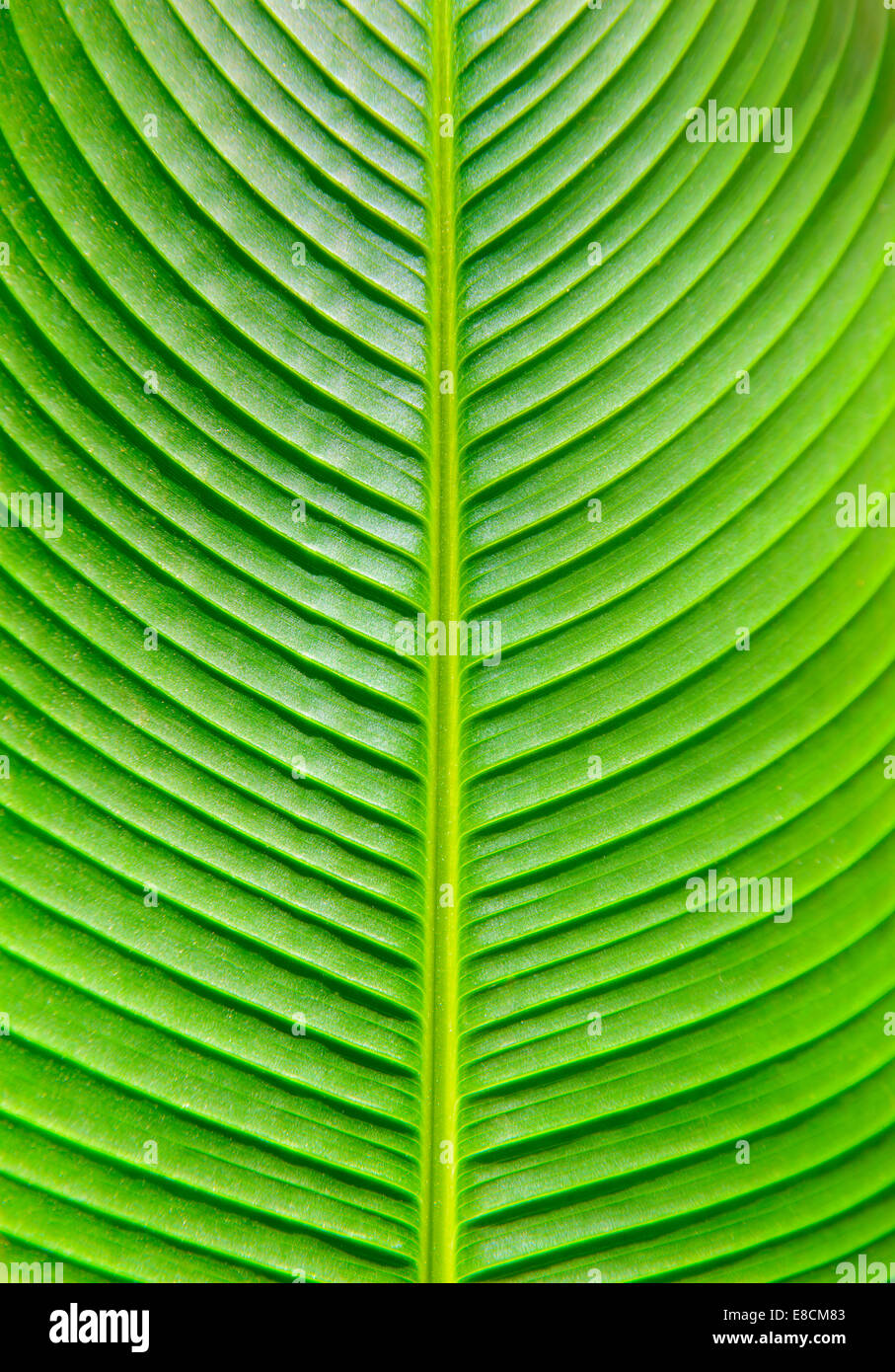 Beautiful green leaf Stock Photo - Alamy