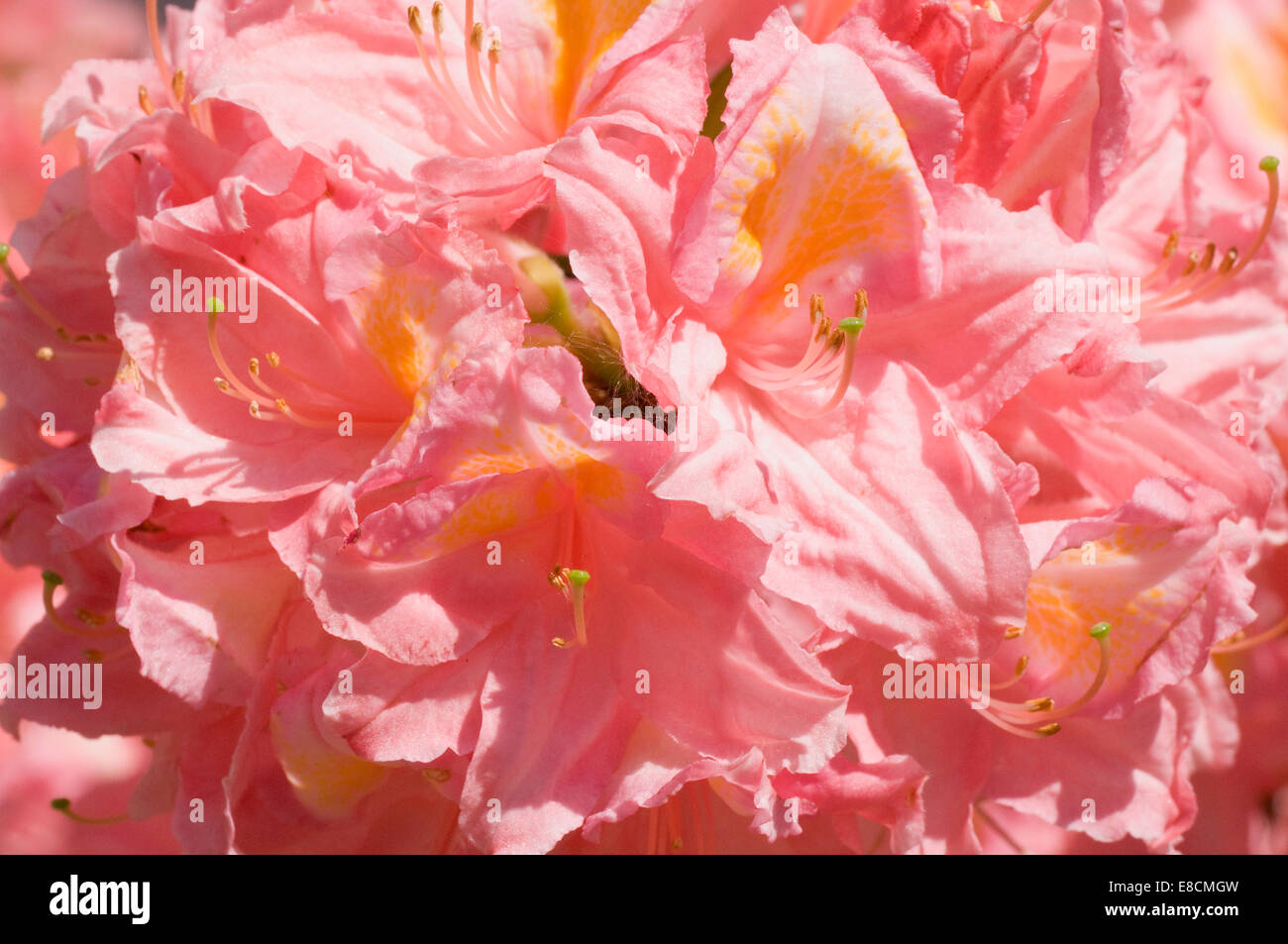 Lavish sunlit salmon pink peach Rhododendron flower Stock Photo - Alamy