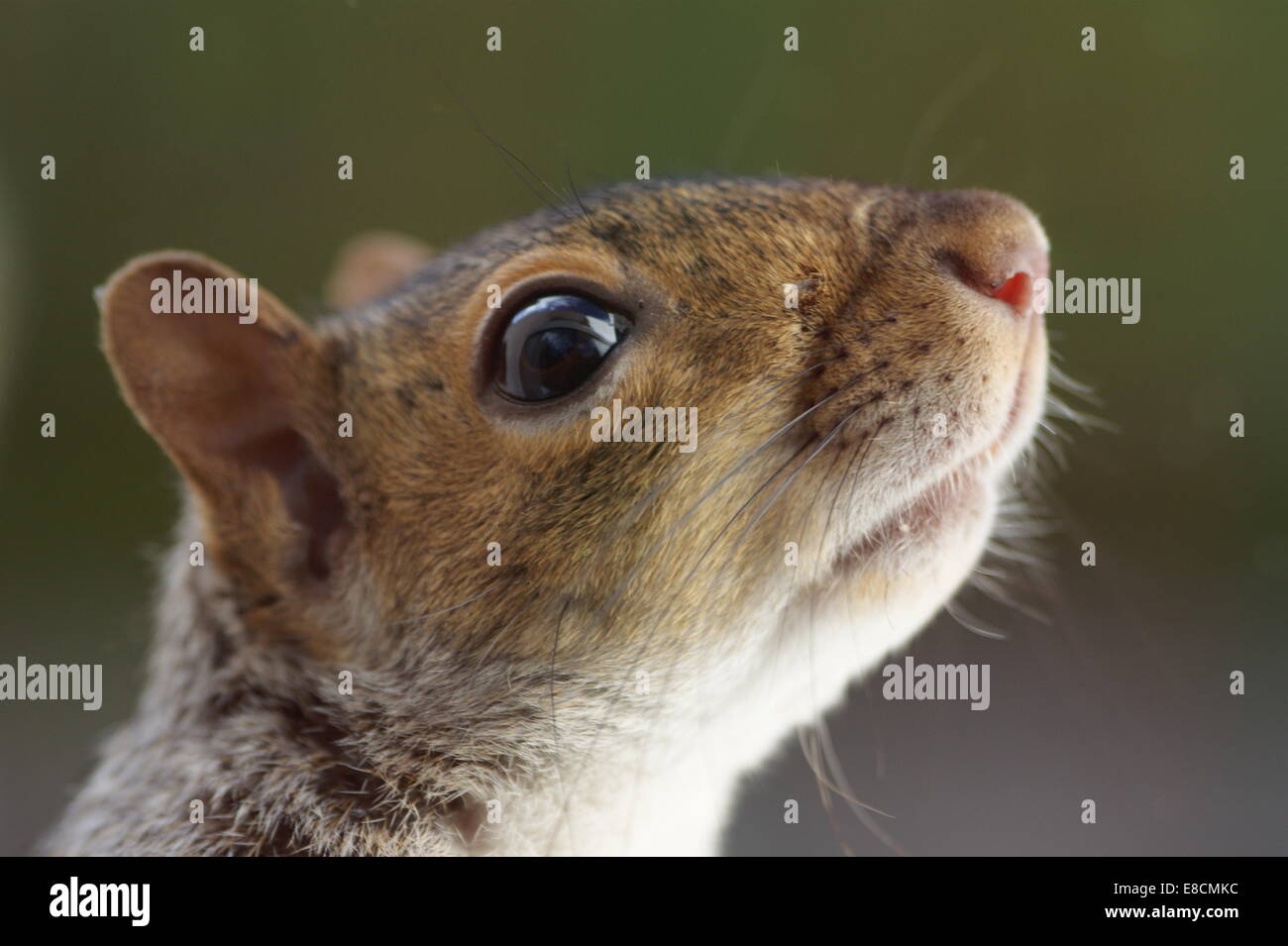 squirrel close up Stock Photo - Alamy