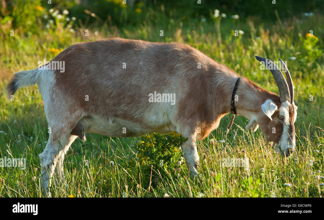 Toggenburg goat hi-res stock photography and images - Alamy