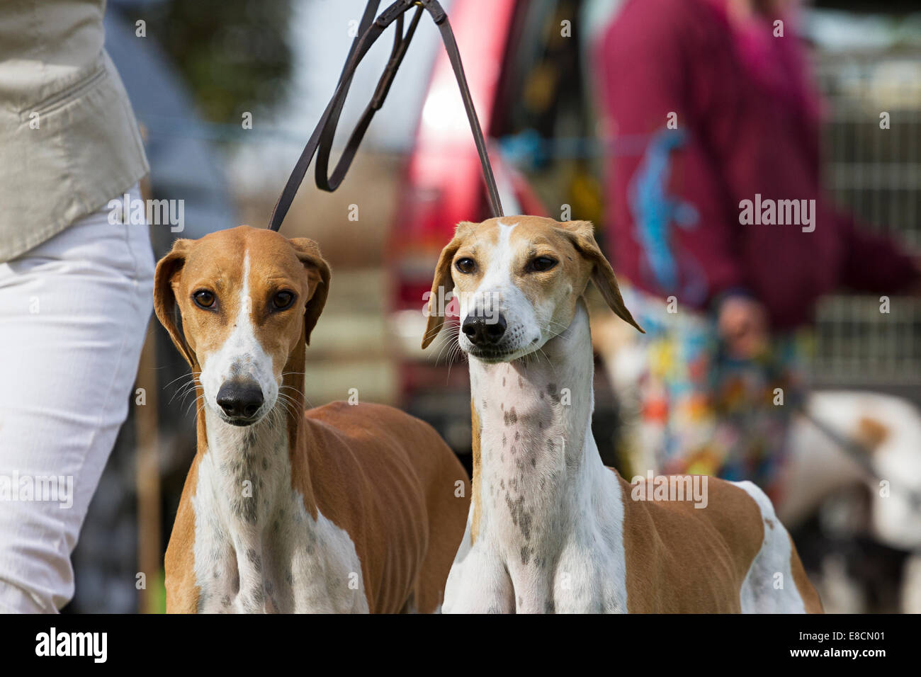 Pair of lurcher dogs hi-res stock photography and images - Alamy