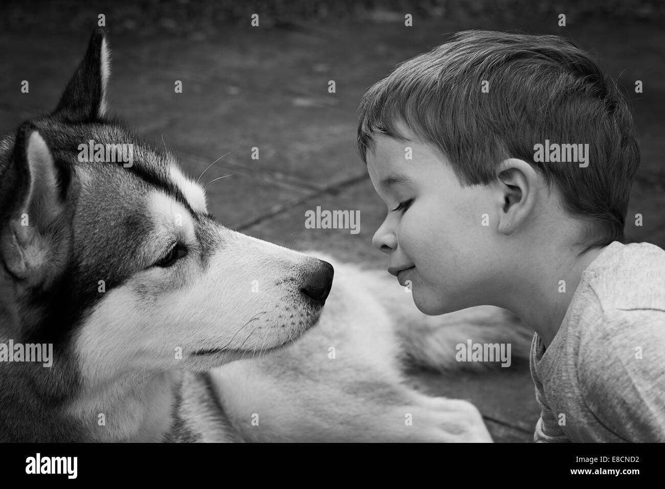 child and husky sharing some love Stock Photo - Alamy