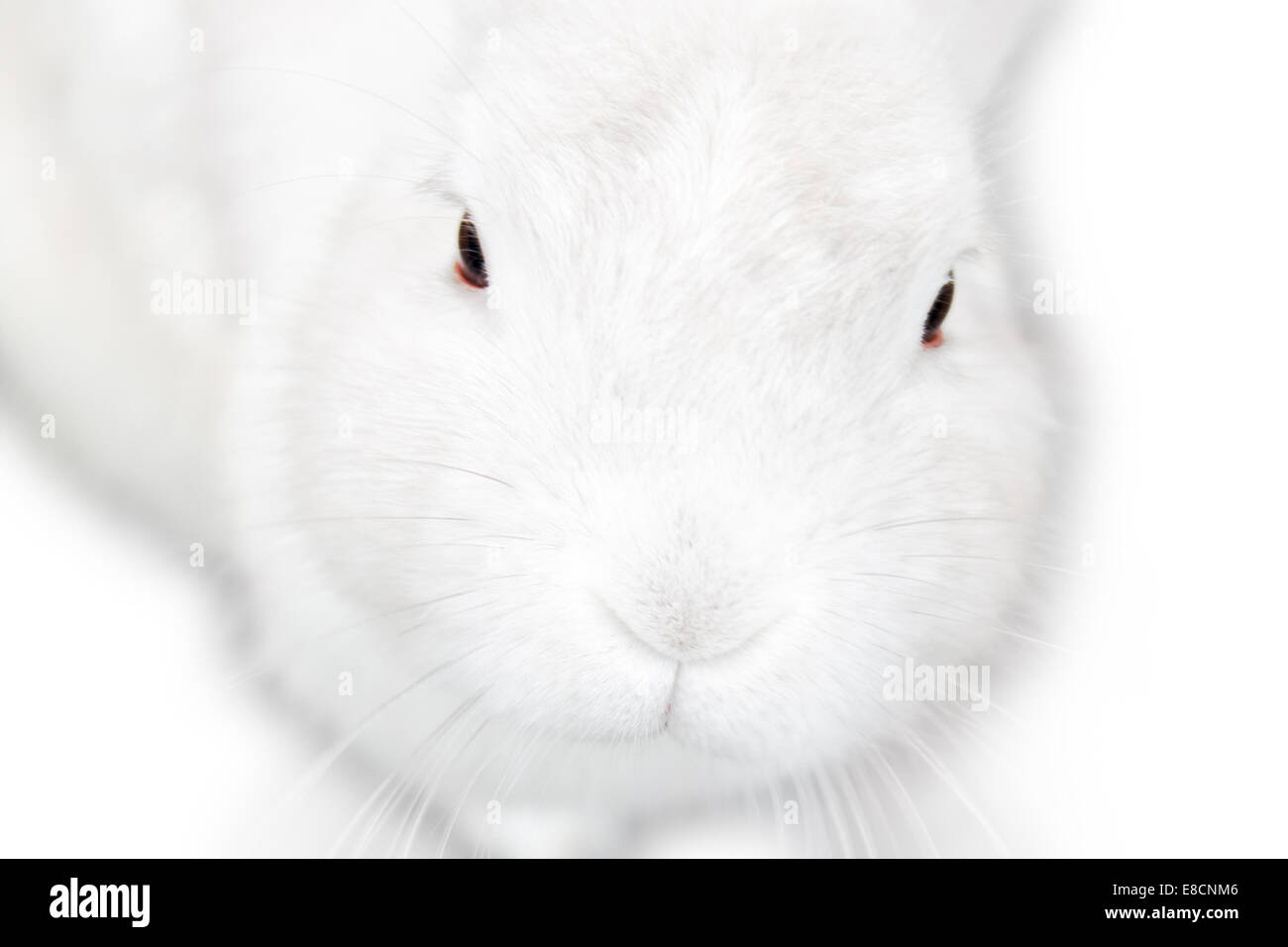 A pretty cute fluffy isolated white bunny Stock Photo - Alamy