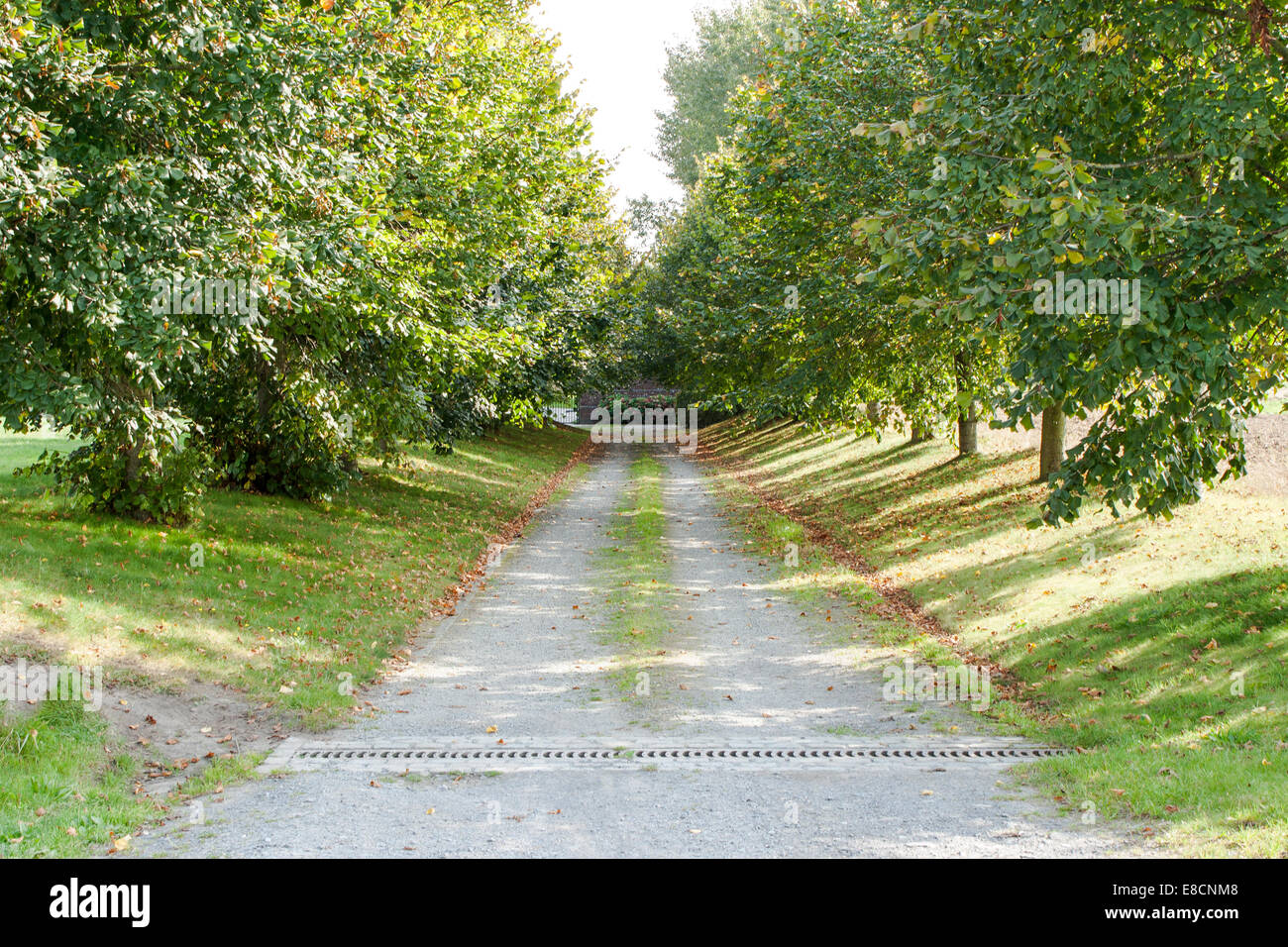 Beautiful tree lined driveway hi-res stock photography and images - Alamy