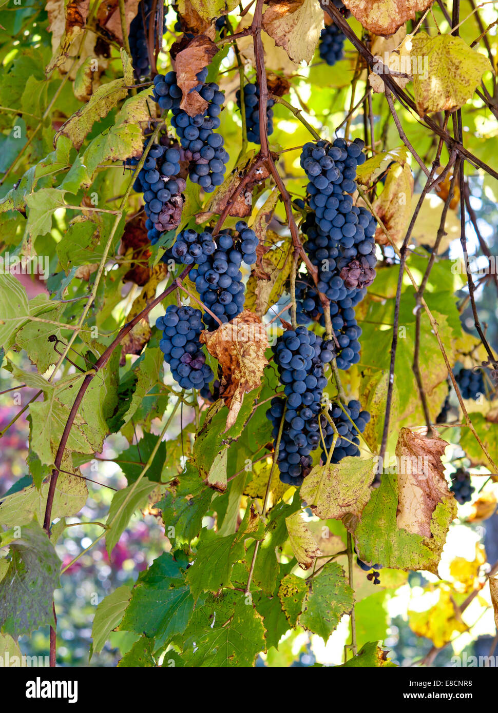 blue grape branch close up Stock Photo - Alamy