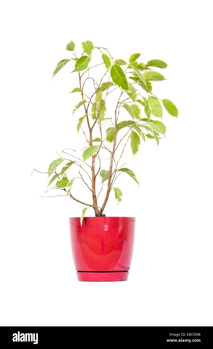 Ficus plant pot hi-res stock photography and images - Alamy