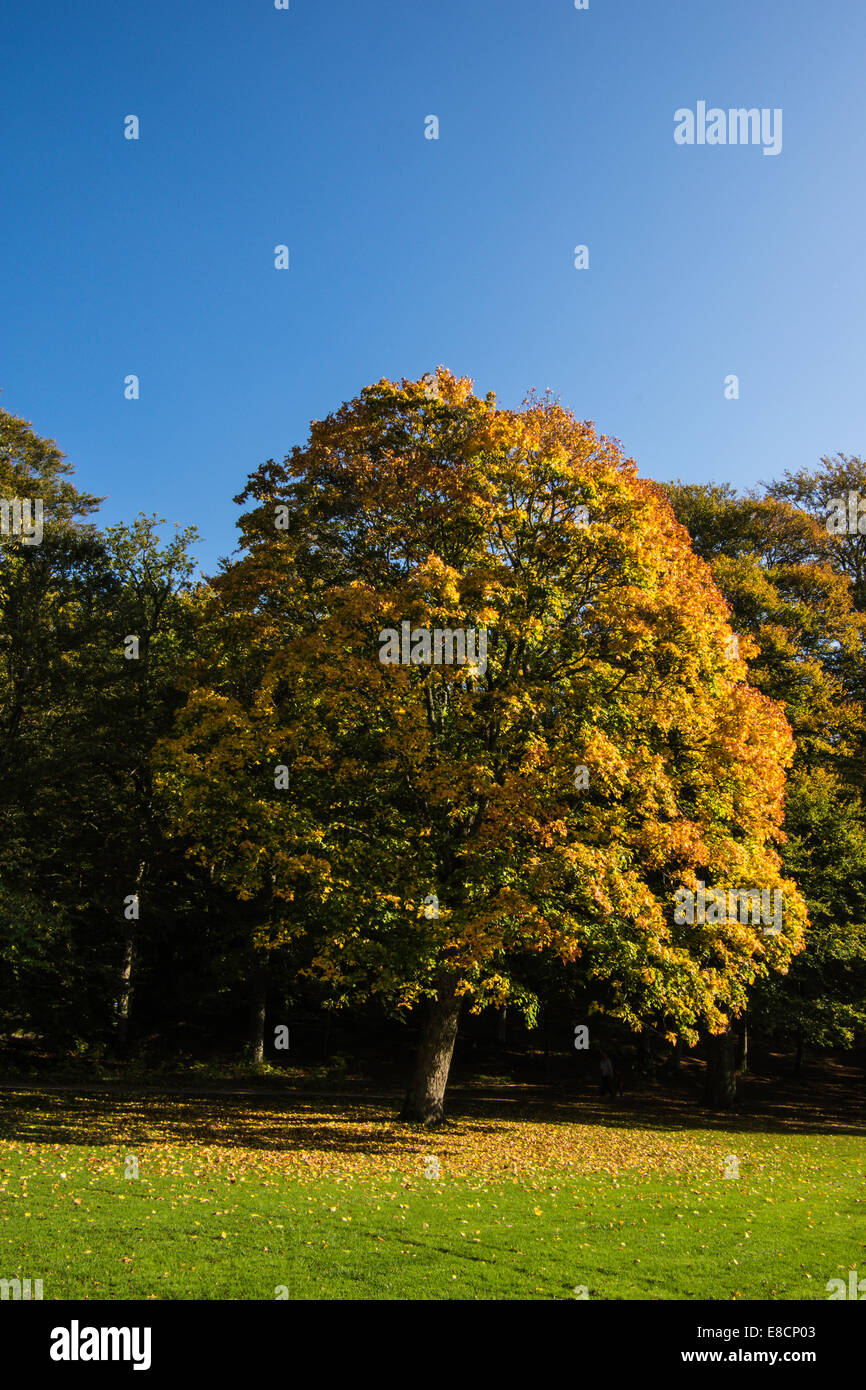 One maple tree hi-res stock photography and images - Alamy