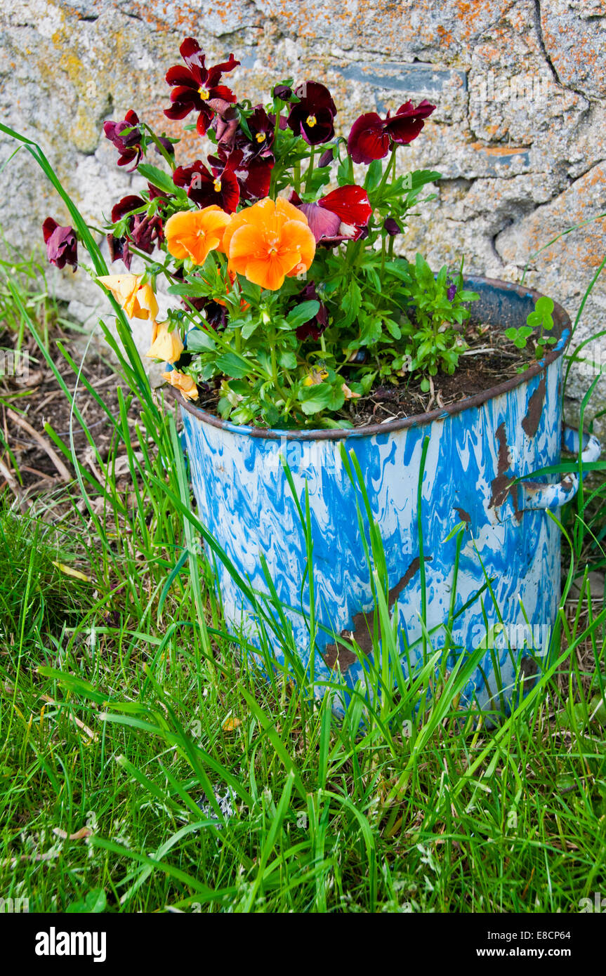 Colourful flowers in a pot Stock Photo - Alamy