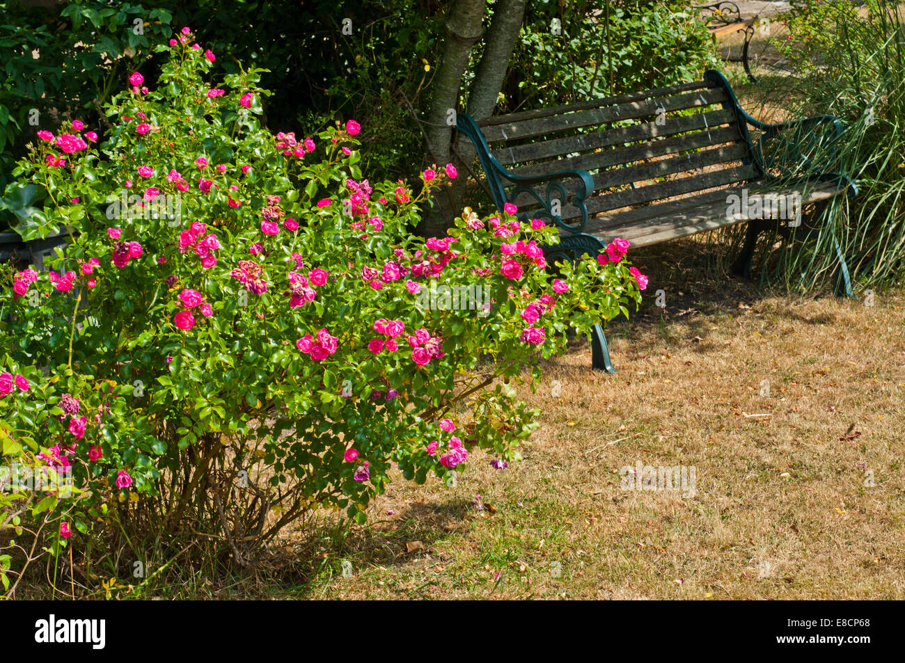 Wooden garden bench in the shade Stock Photo - Alamy