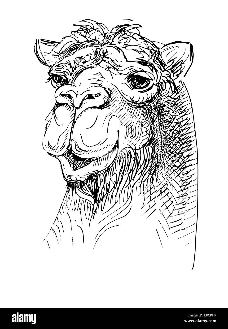 artwork camel, sketch black and white drawing Stock Photo - Alamy