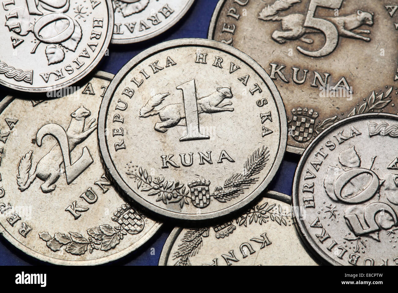 Coins of Croatia. Croatian national coat of arms and marten (Martes ...