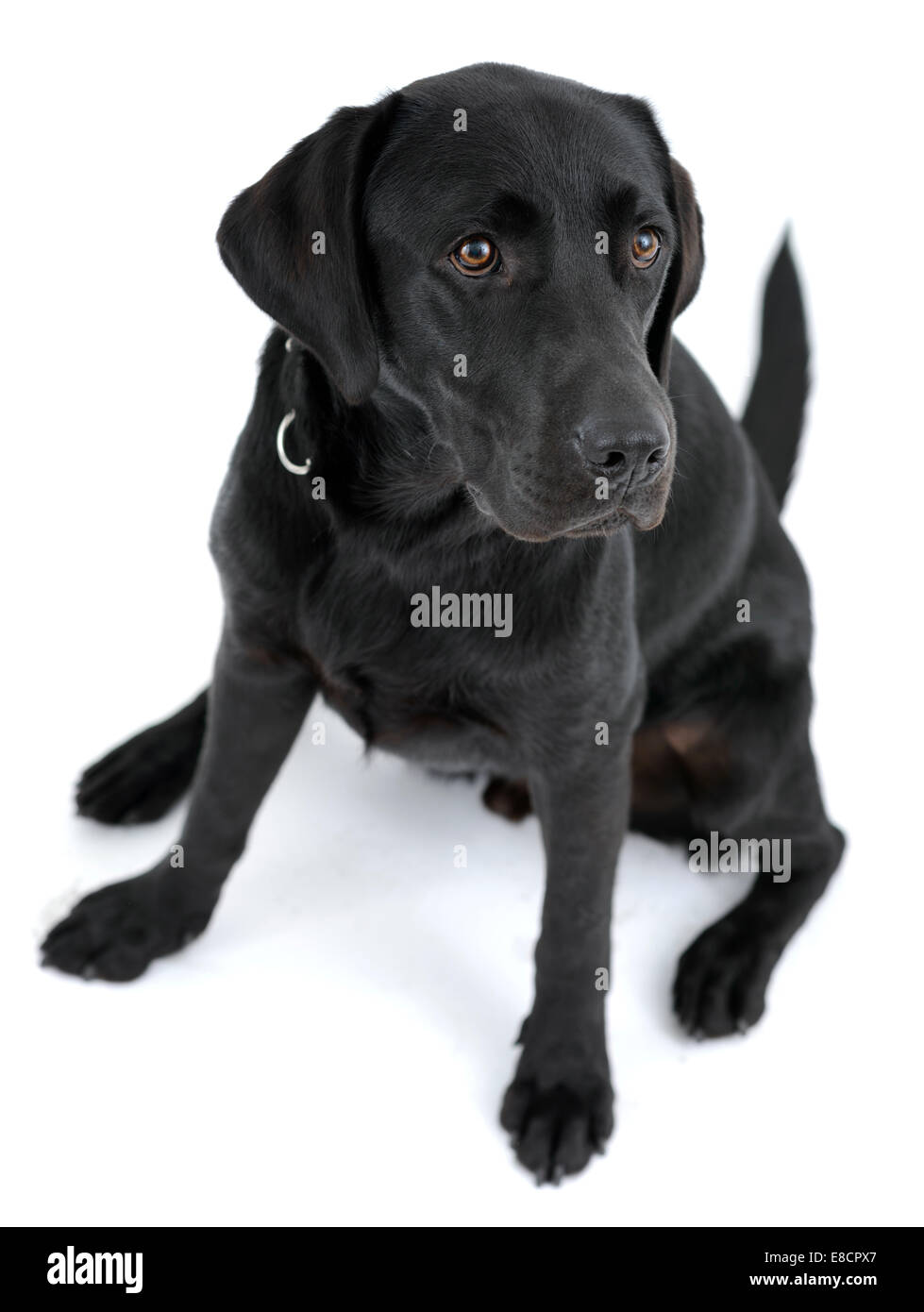 Isolated view facing frontal view Cut Out Stock Images & Pictures - Alamy